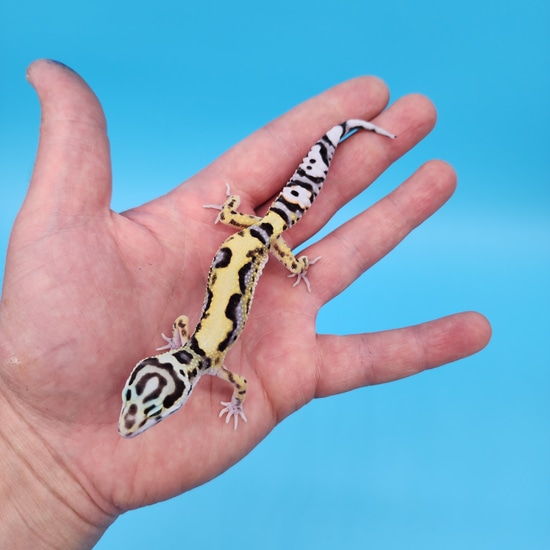 Hyper Xanthic Bold Stripe Bandit Leopard Gecko by Geeky Gecko Creations