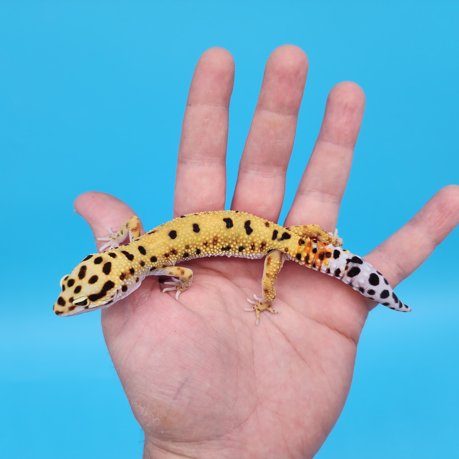 Inferno Tangerine Bold Bandit (50% Regen Tail) Leopard Gecko by Geeky ...