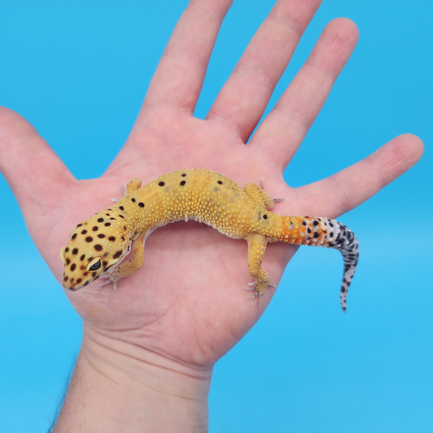 Mandarin Inferno Tangerine Cross Emerine Leopard Gecko by Geeky Gecko ...