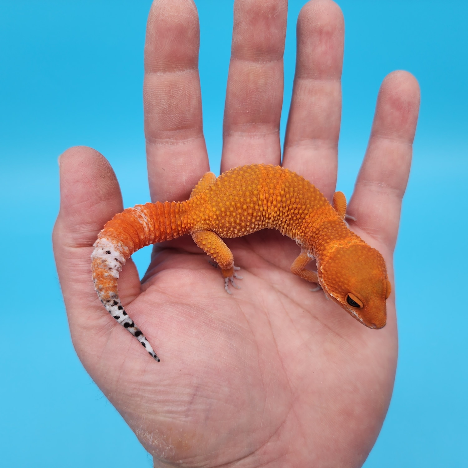 Mandarin Inferno Tangerine (Deep Orange) Leopard Gecko by Geeky Gecko ...