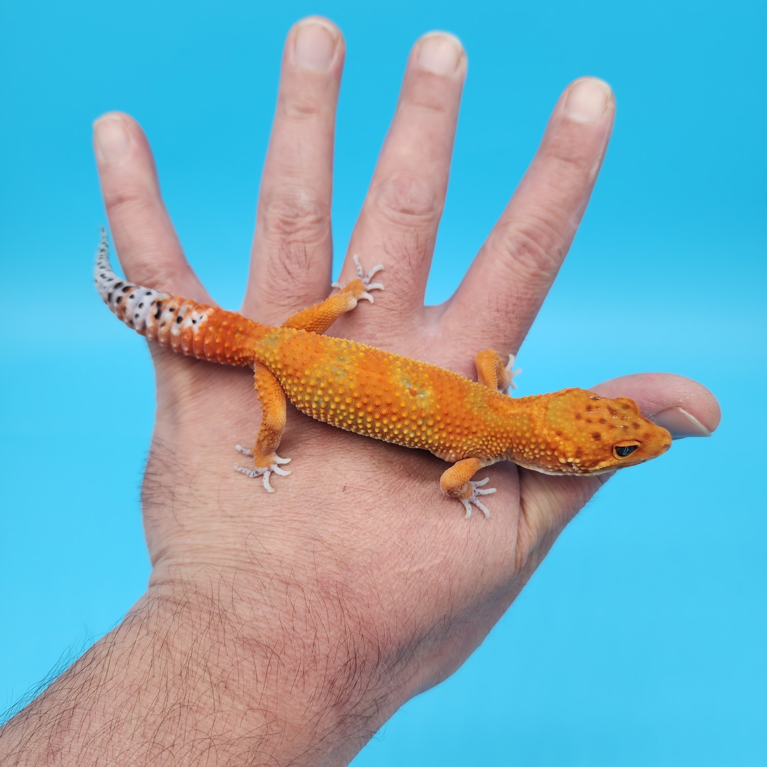 Mandarin Inferno Tangerine Jungle Emerine 100% Het Tremper Albino (Very ...