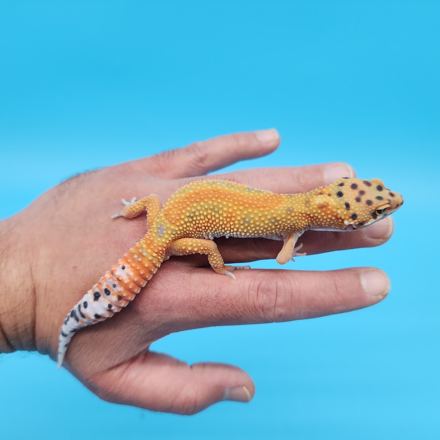 Inferno Tangerine Clown Emerine Red Stripe (Much Nicer In Person ...