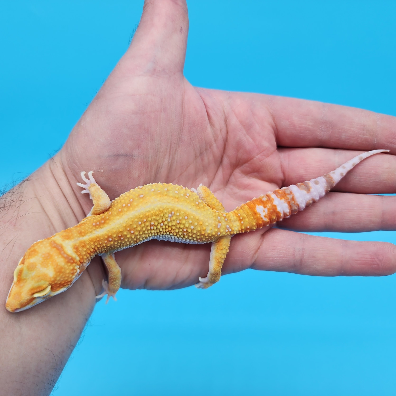 Inferno Tangerine Bold Tremper Albino White & Yellow Leopard Gecko by ...