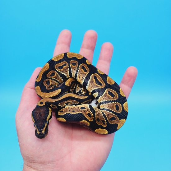 Male Yellow Belly 100% Het Puzzle Ball Python by Geeky Gecko Creations