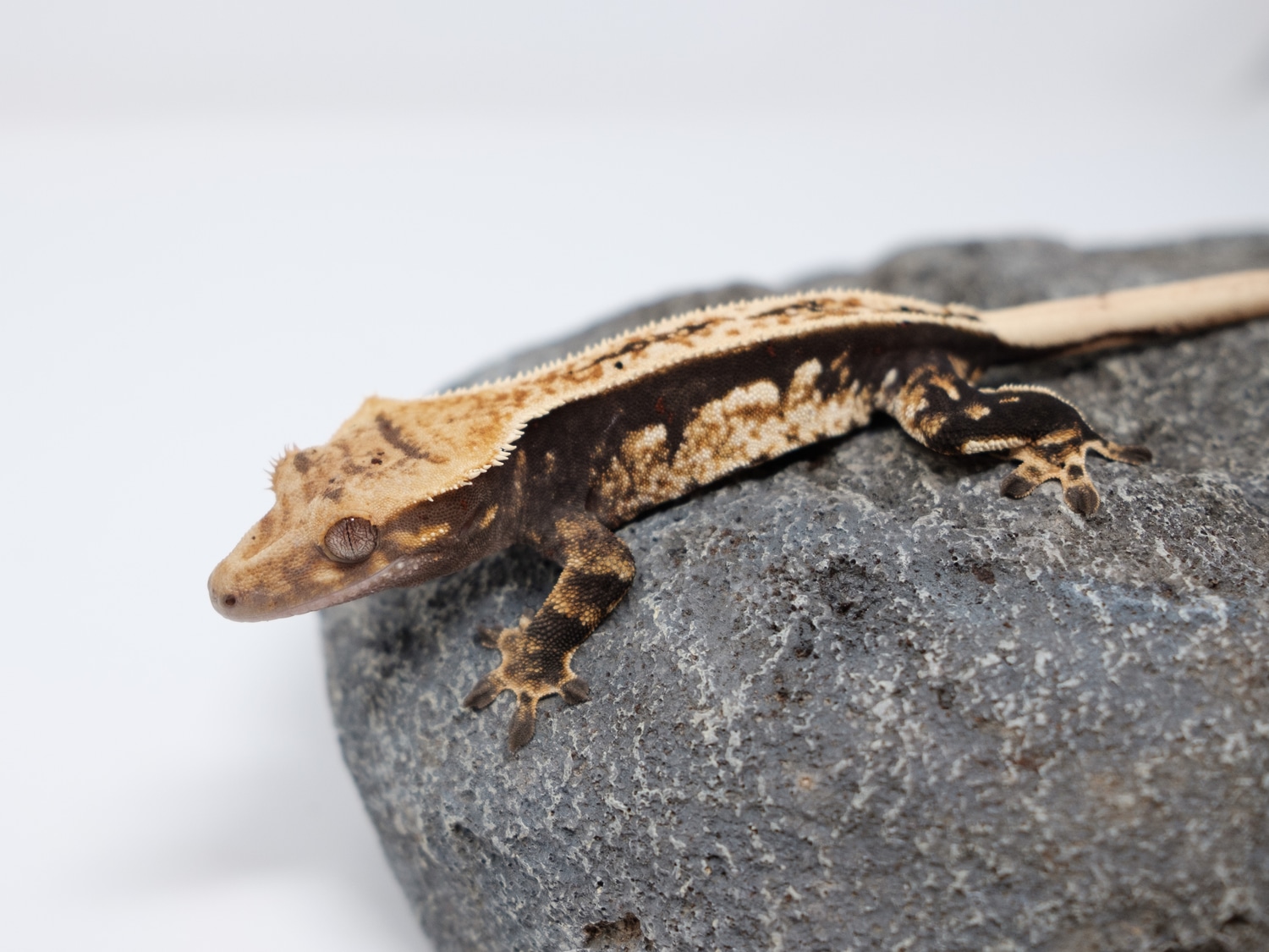 Freddy’s Revenge Crested Gecko by Geeky Geckos - MorphMarket