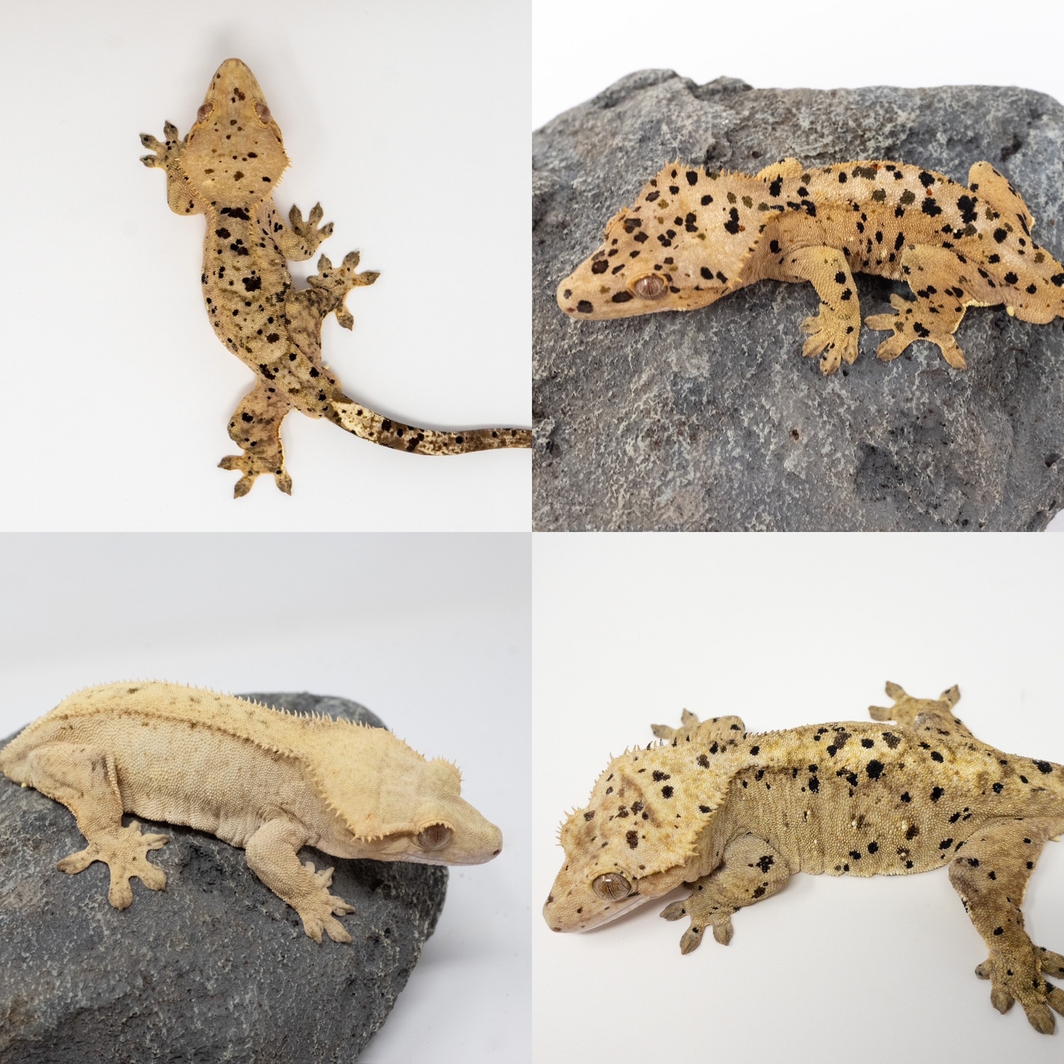Dals Mystery Pack Crested Gecko by Geeky Geckos - MorphMarket