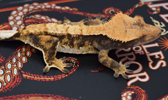 Tricolor Female Crested Gecko by Gekko Barons