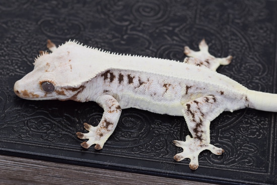 Full Coverage Lilly White Female Crested Gecko by Gekko Barons