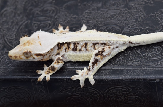 Tricolor Lilly White Female Crested Gecko by Gekko Barons