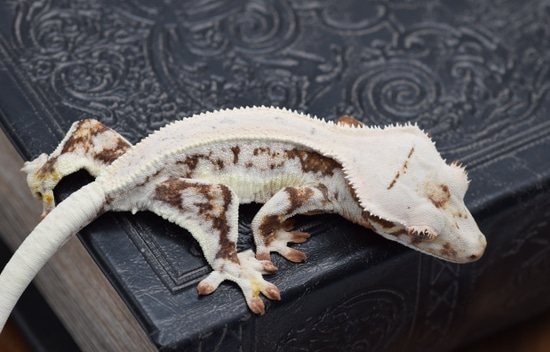 Lilly White Female Crested Gecko by Gekko Barons
