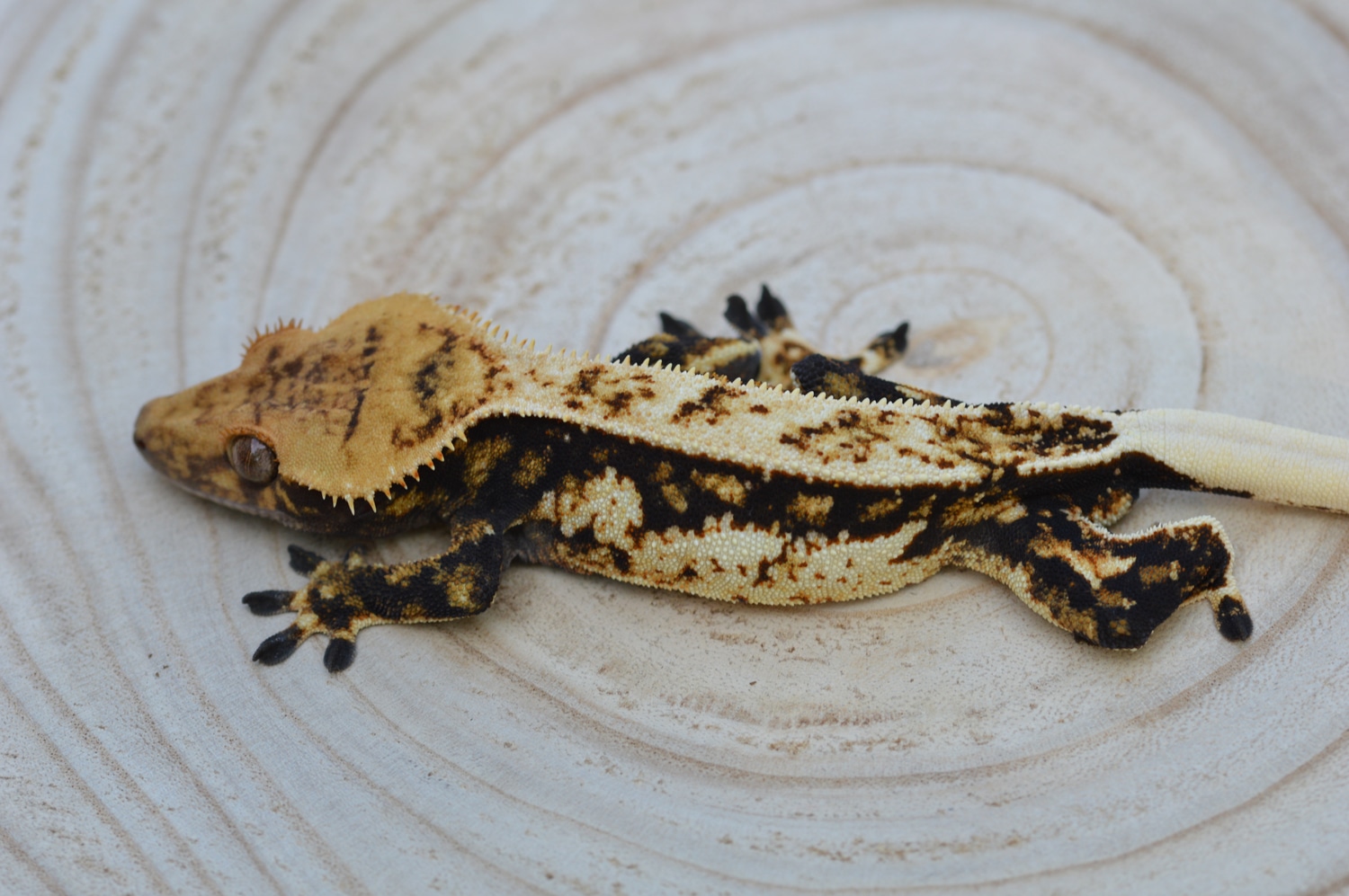 Whitewalled Tricolor Pinstripe Male Crested Gecko by Gekko Barons ...