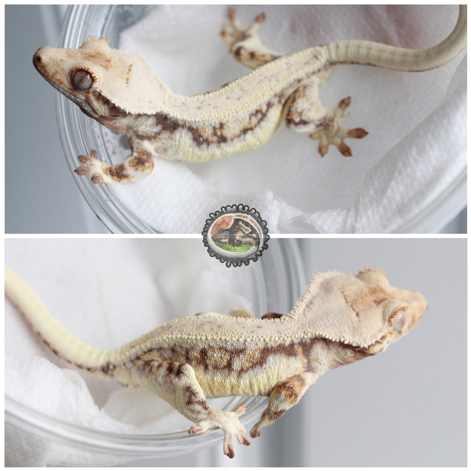 High Expression Lavender Lilly Crested Gecko by Gekko Chamber - MorphMarket