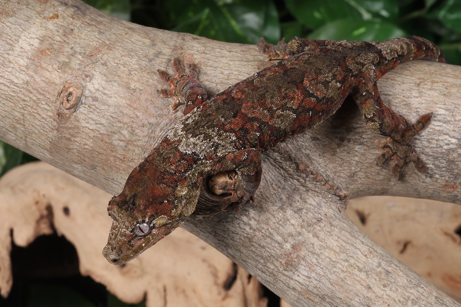 RoNy0221 Chahoua Gecko by Gekkonidazed Geckos - MorphMarket