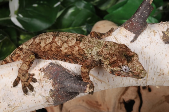 MaZe0121 Chahoua Gecko by Gekkonidazed Geckos