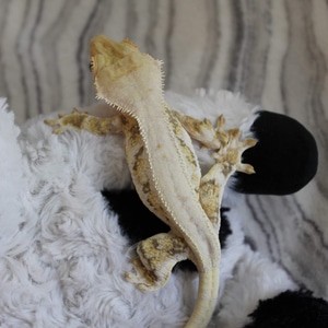 Jade Exotics - MorphMarket