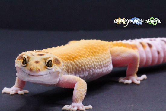 Yellow Y Stripe - PET ONLY Leopard Gecko by Gelock's Exotics & Aquatics