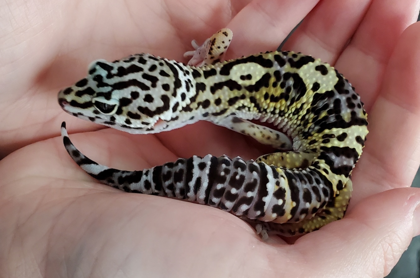 Black Night Lavender TSF Leopard Gecko by Ladybug Exotics - MorphMarket