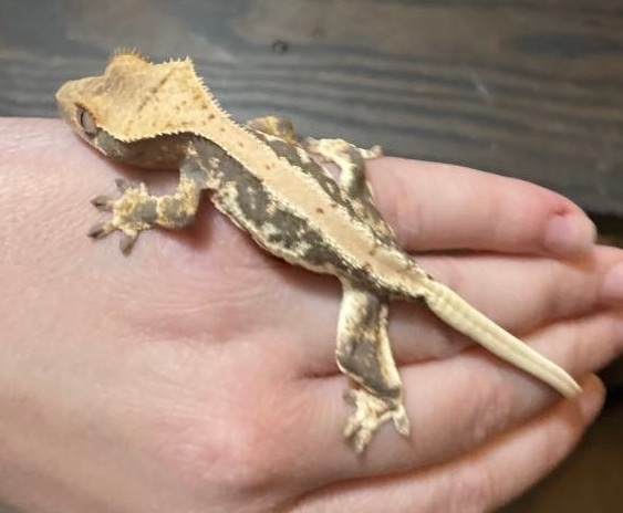 Lilly White 100% Het Axanthic VeSt03 Crested Gecko by Ladybug Exotics ...
