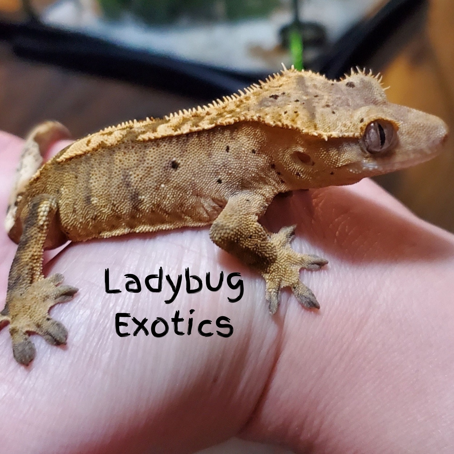 100% Het Axanthic Crested Gecko by Ladybug Exotics - MorphMarket