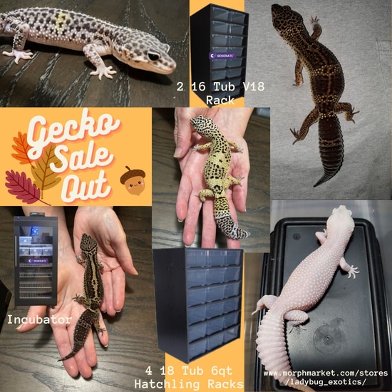 Leopard Gecko Breeder Sale Out by Ladybug Exotics