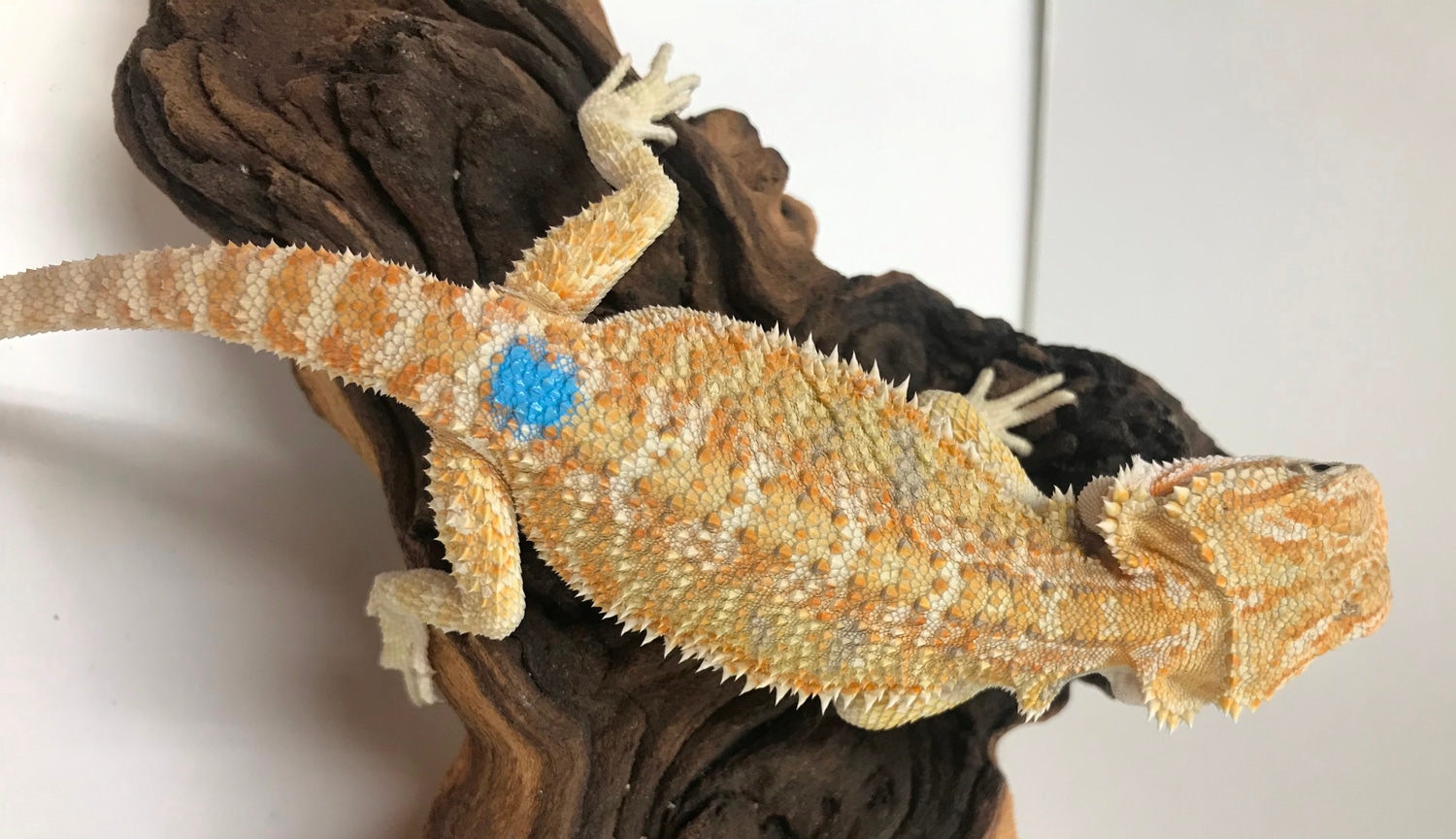 Hypo Het Zero 66% Het Trans Central Bearded Dragon by Gemini Dragons ...