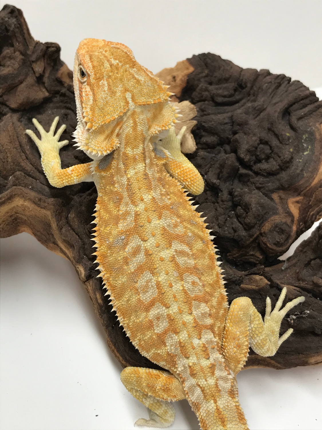 Orange Leatherback Hypo Het Zero 66% Het Trans Central Bearded Dragon ...