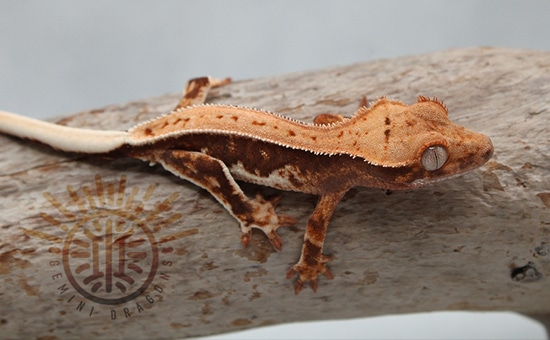 Het Axanthic Lilly White Crested Gecko by Gemini Dragons