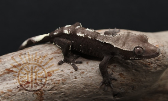 Call Me Crazy - Visual Axanthic Crested Gecko by Gemini Dragons