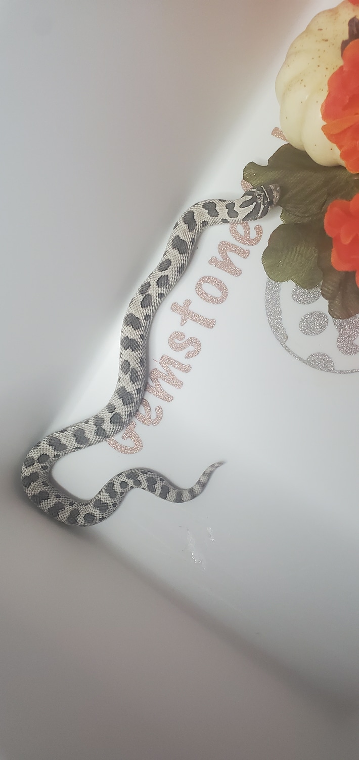 Axanthic Conda 66 Het Albino Western Hognose by Gemstone Colubrids ...