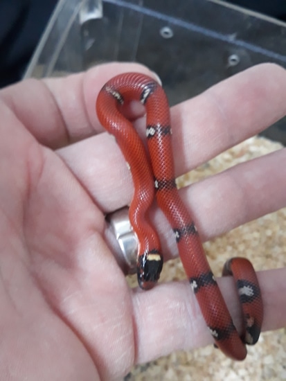 Vanishing Pattern Sinaloan Sinaloan Milk Snake by Moran Reptiles and ...