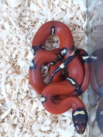 Vanishing Pattern Sinaloan Sinaloan Milk Snake by Moran Reptiles and ...