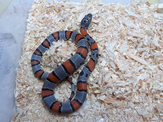 Light Phase Alterna To Blairs Breeding Gray-Banded Kingsnake by Moran ...
