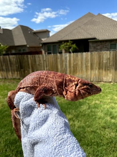 Red Tegu Argentine Tegus by GenechargedreptilesLLC