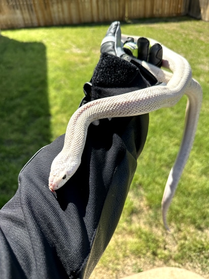 Hypo WS HET Axanthic Patternless Bull Snake Bullsnake by ...