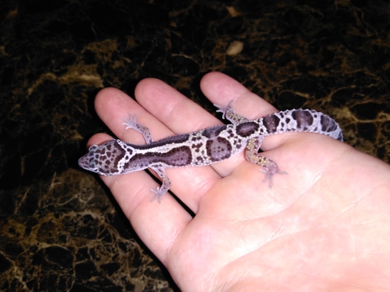 Leopard Gecko by The Python Plug