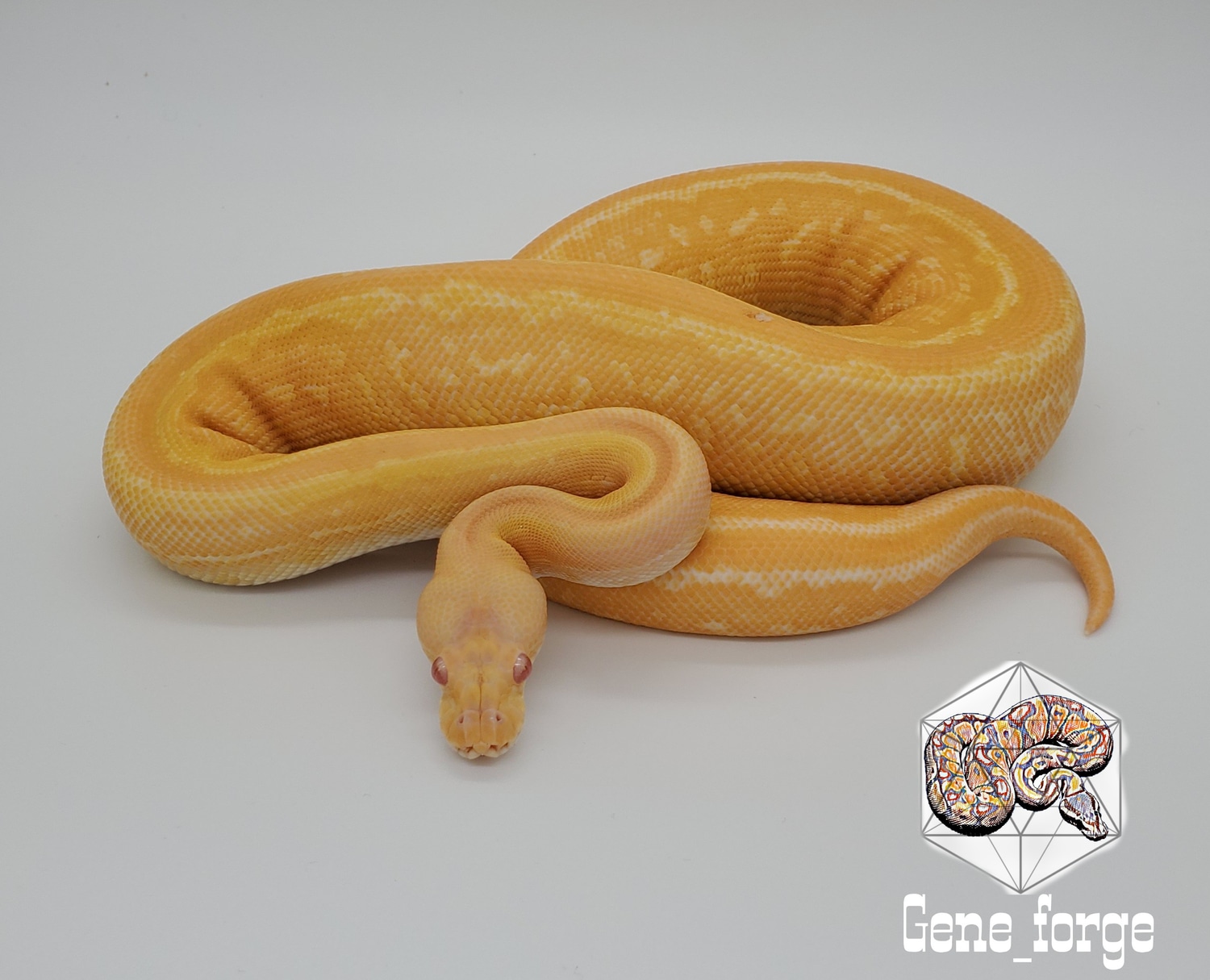 Albino Black Pastel Pinstripe Ball Python by Gene Forge - MorphMarket