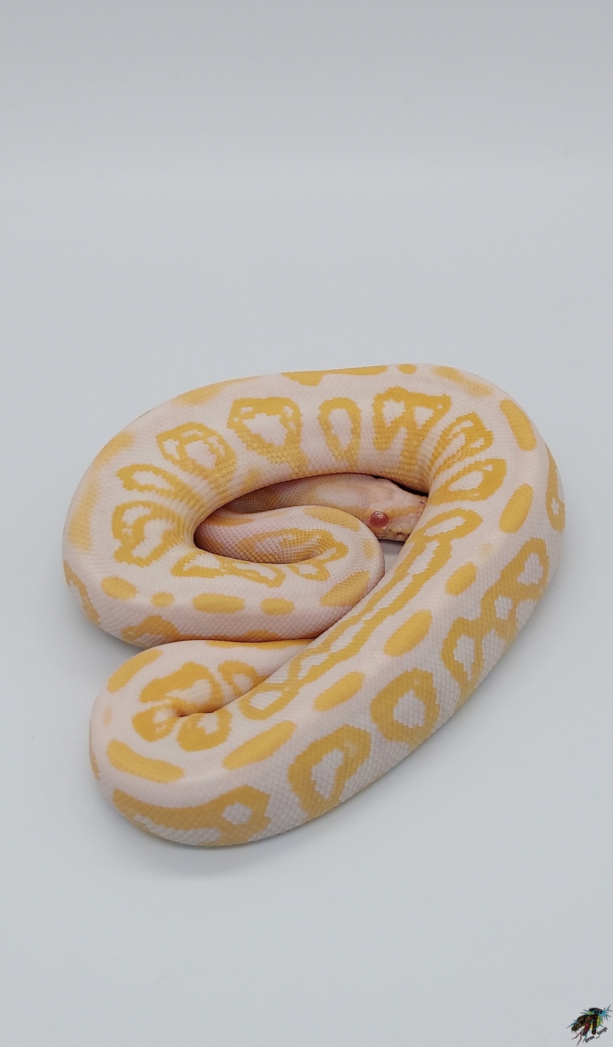 Black Pastel Toffino Ball Python by Gene Forge - MorphMarket