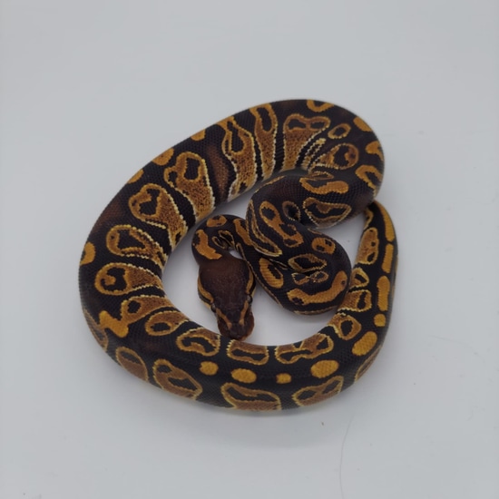 Hurricane Ball Python by Gene Forge