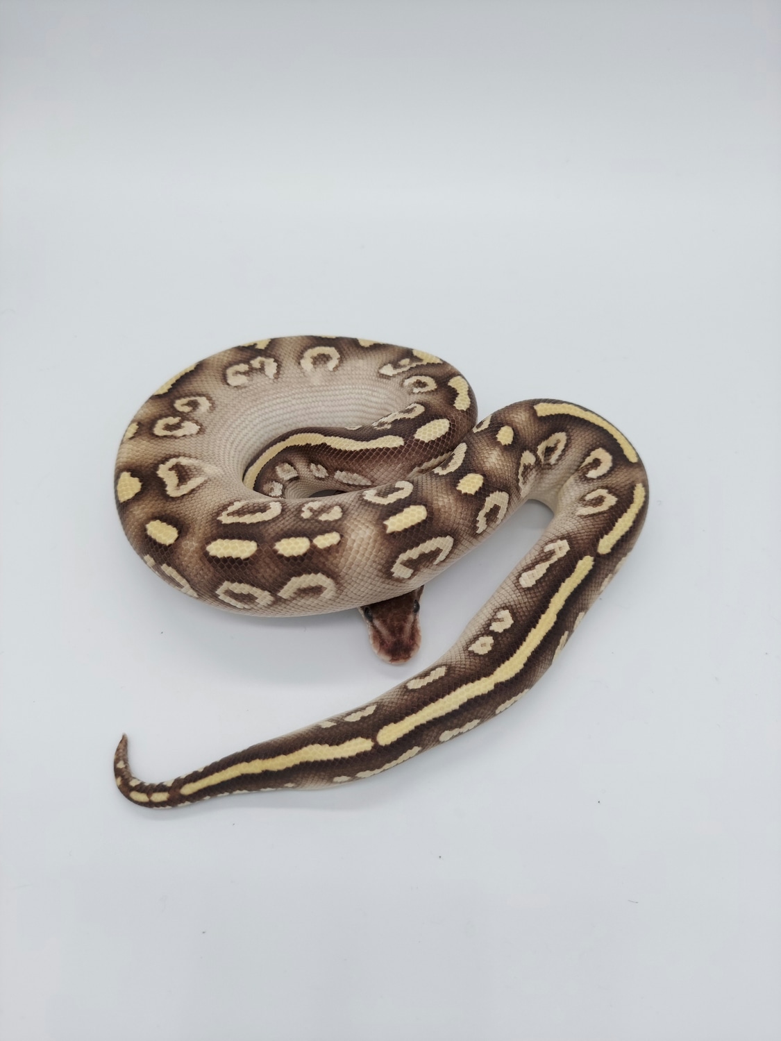Super Mystic 50% Het Hypo Possible Het Genetic Stripe Ball Python by ...