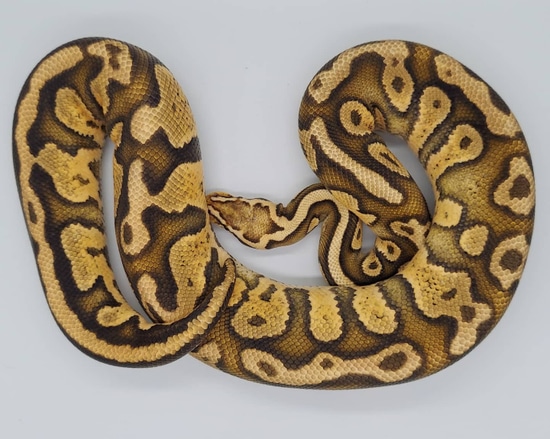 Pastel Yellow Belly Hypo Ball Python by Gene Forge