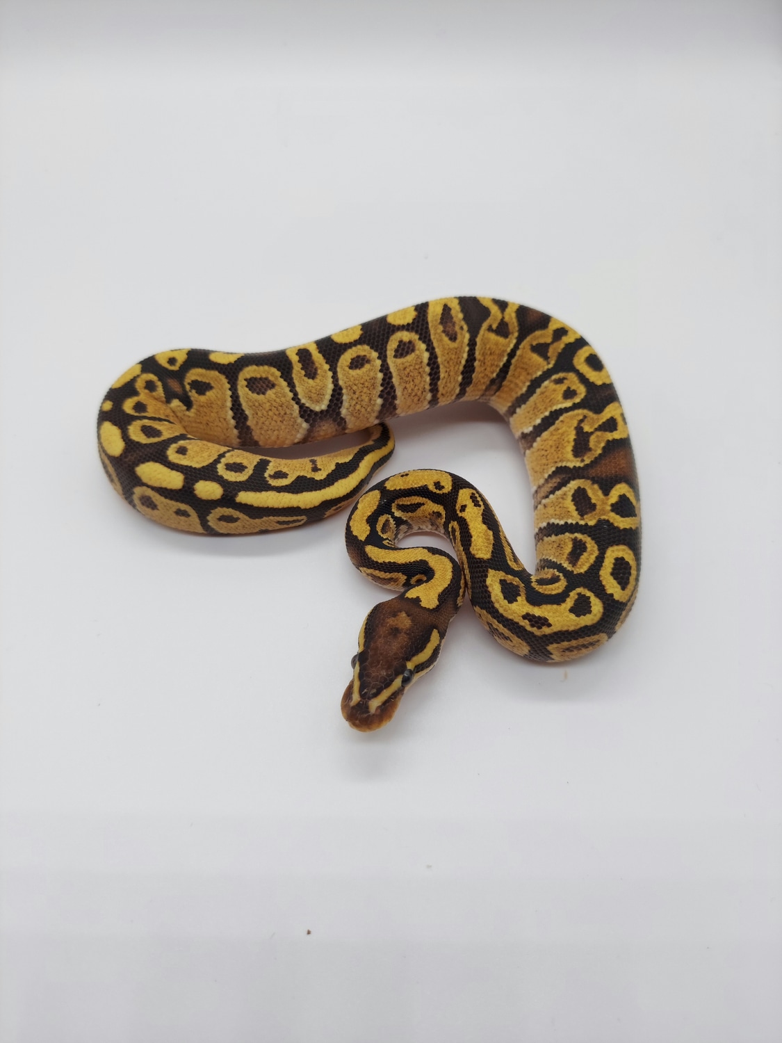 Fire Yellow Belly Het Paint Ball Python by Gene Forge - MorphMarket