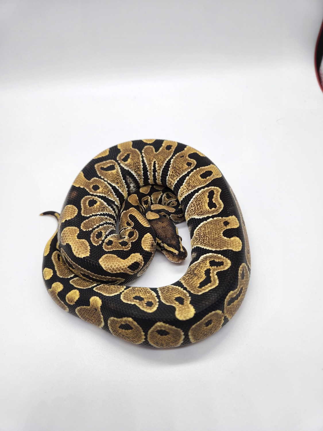 Lace 100% Het Hypo 50% Het Caramel Albino Ball Python by Gene Forge ...
