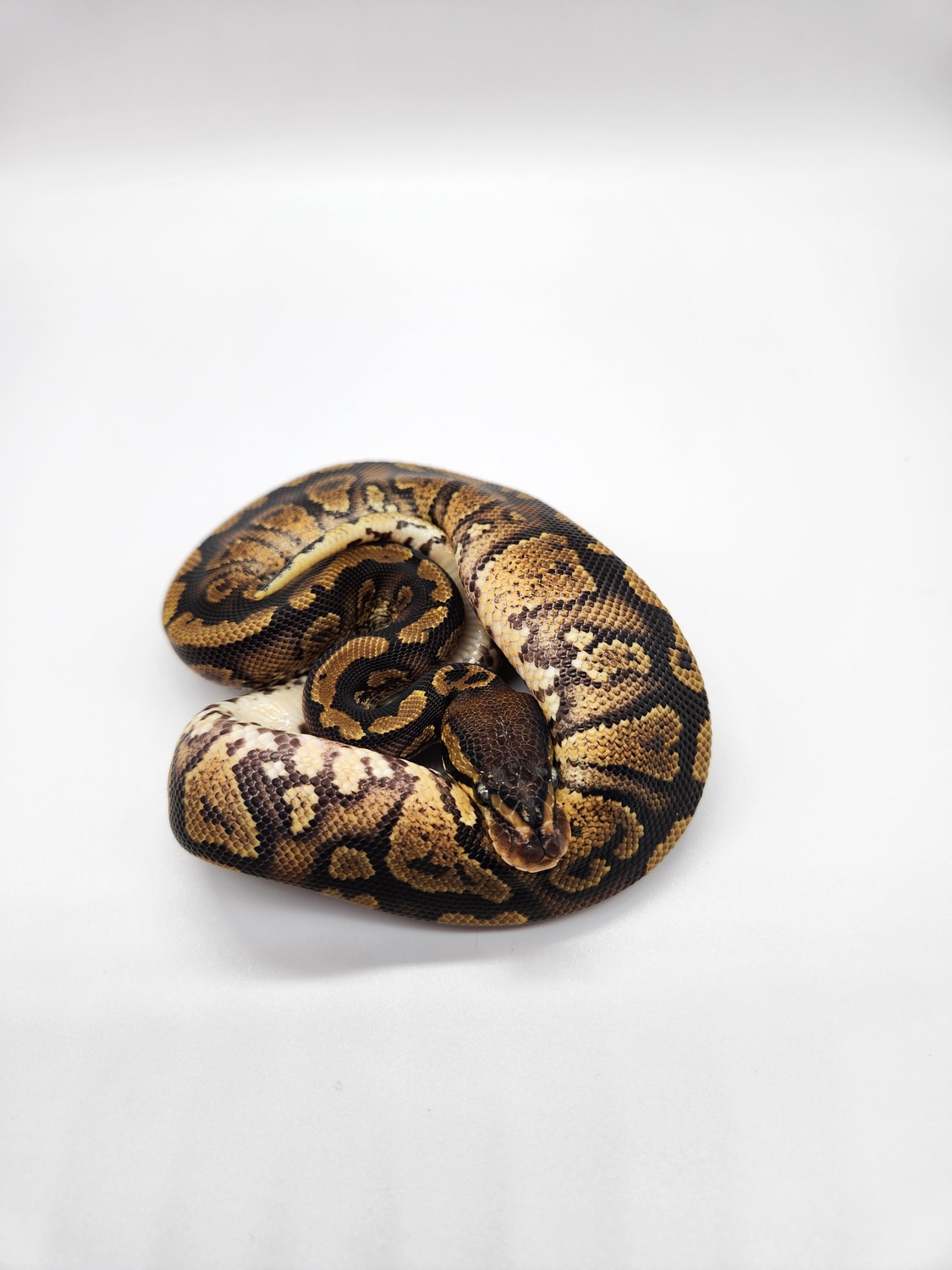 Paint Ball Python by Gene Forge - MorphMarket