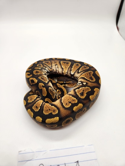 Paint Possible Granite Ball Python by Gene Forge