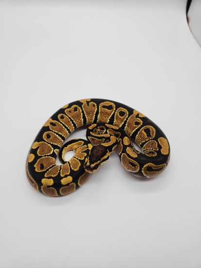 Het Paint Ball Python by Gene Forge