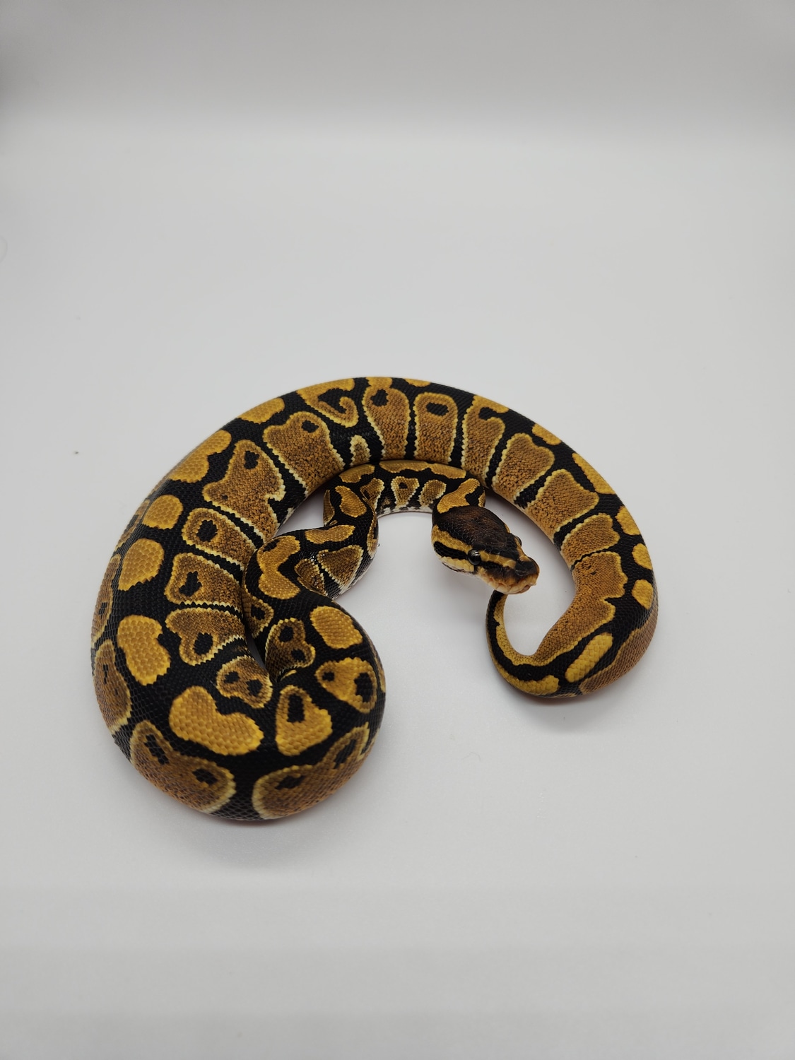 Het Paint Ball Python by Gene Forge - MorphMarket