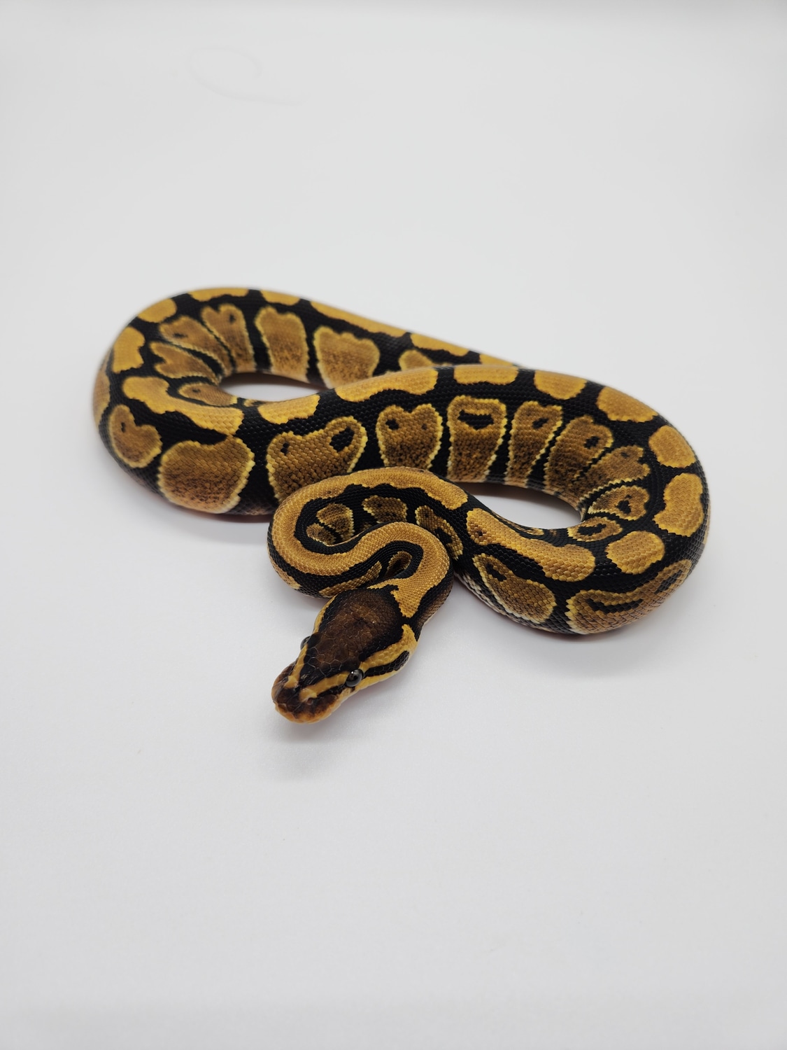 Het Paint Ball Python by Gene Forge - MorphMarket