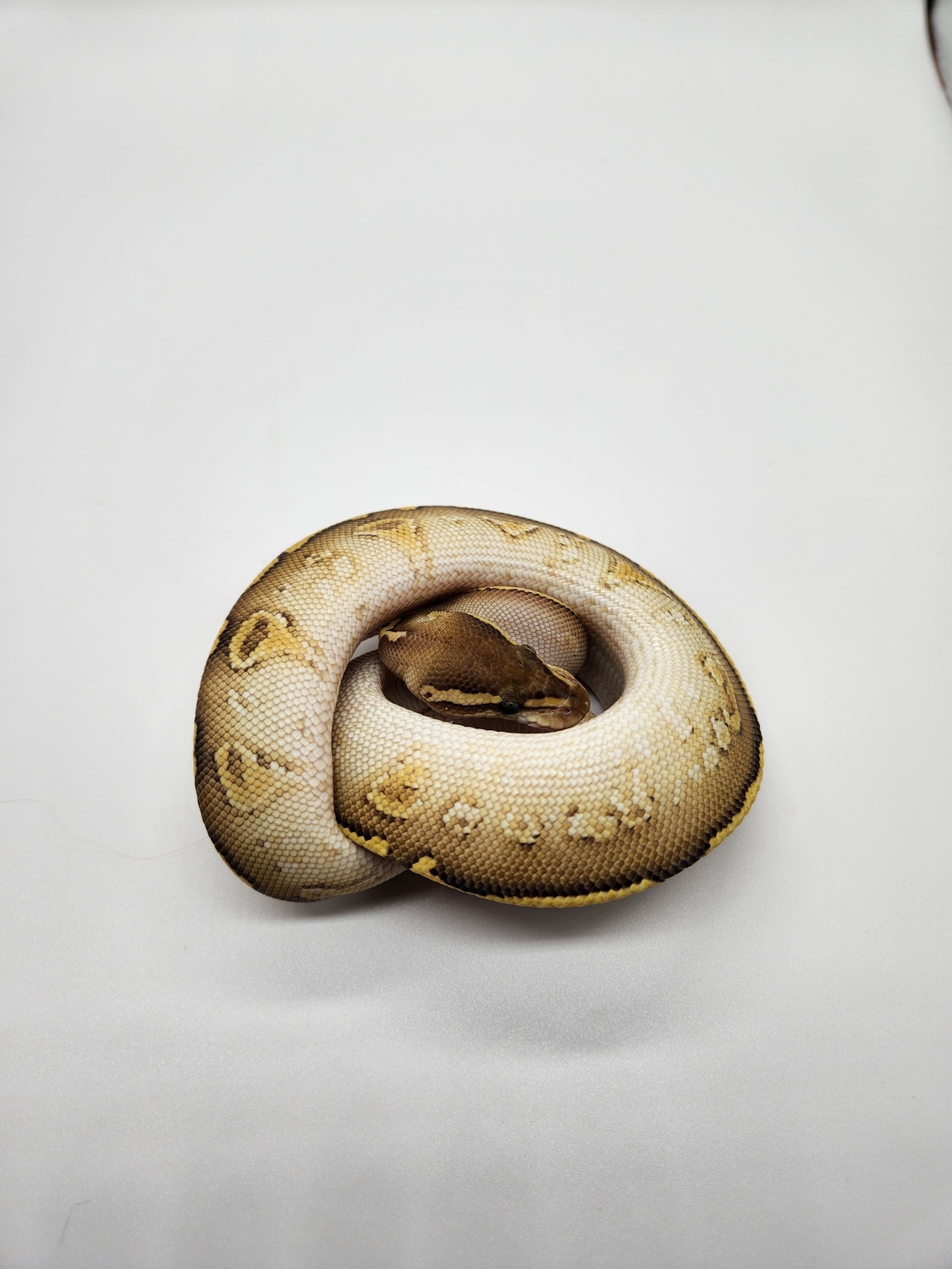 Butter Granite Paint Ball Python by Gene Forge - MorphMarket