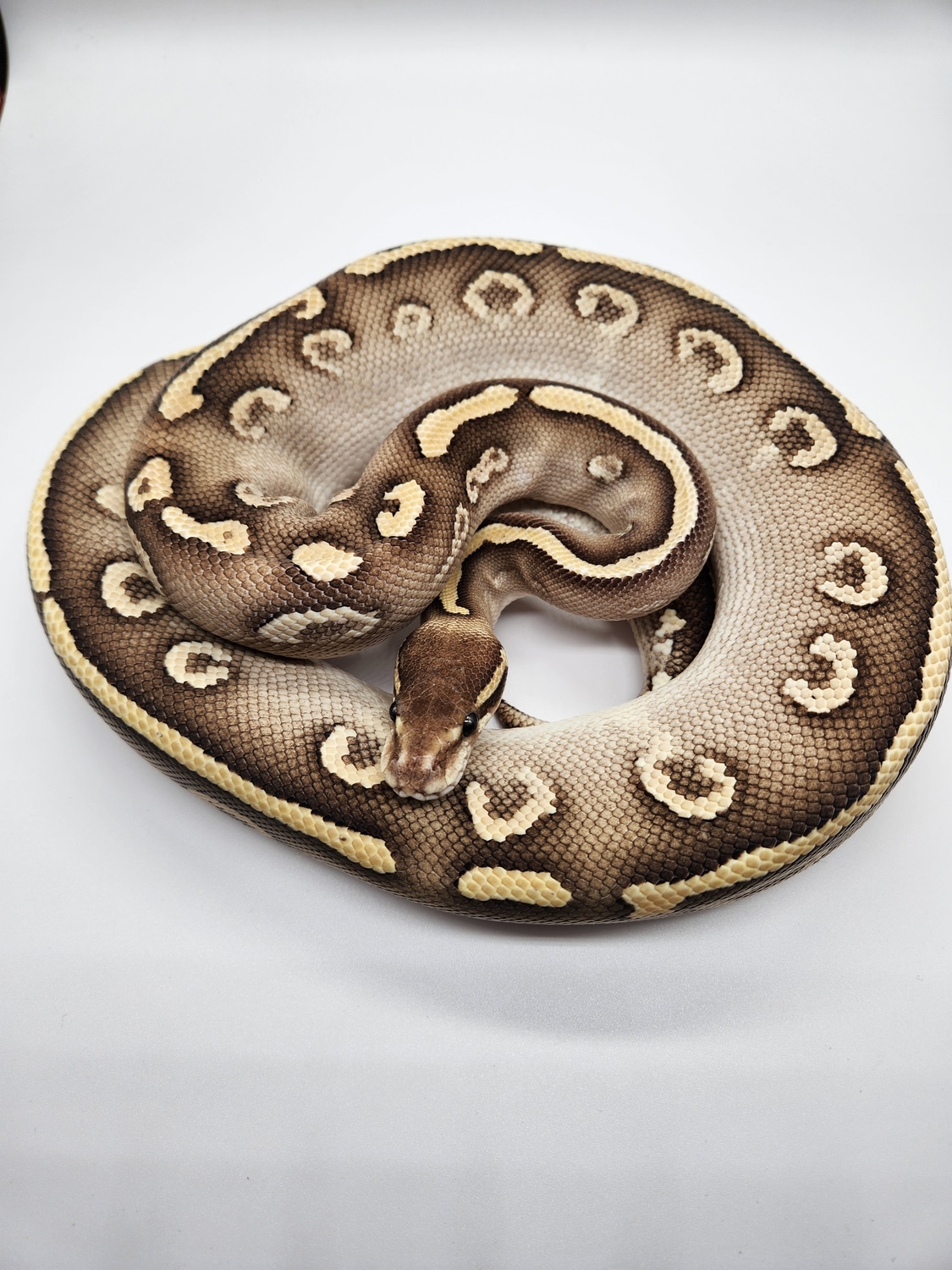 Super Mystic Ball Python by Gene Forge - MorphMarket