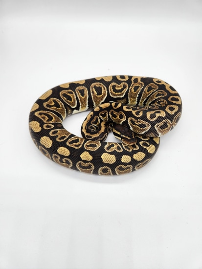 Hurricane Ball Python by Gene Forge